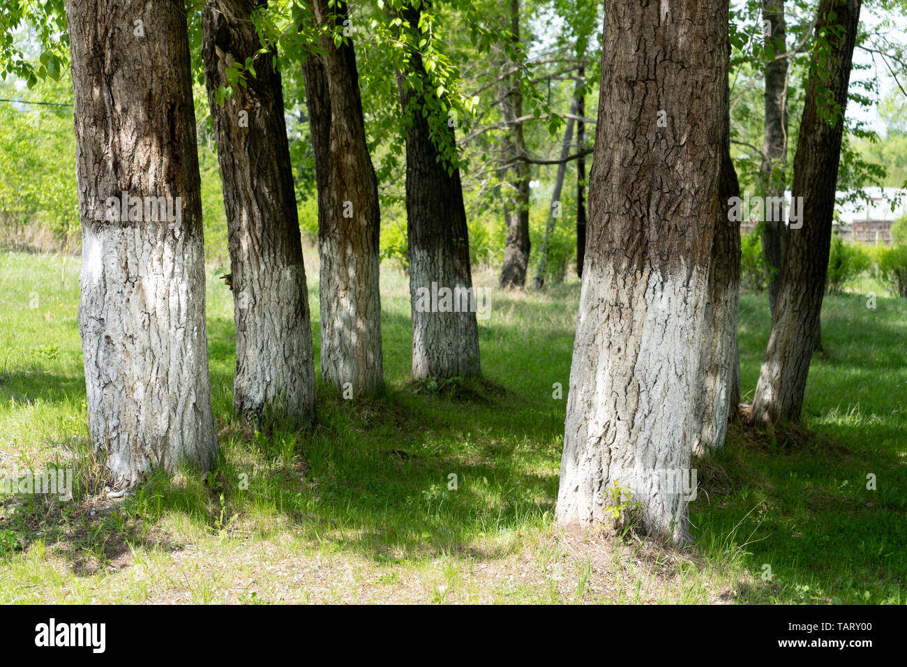 Whitewashing tree trunks hi-res stock photography and images - Alamy