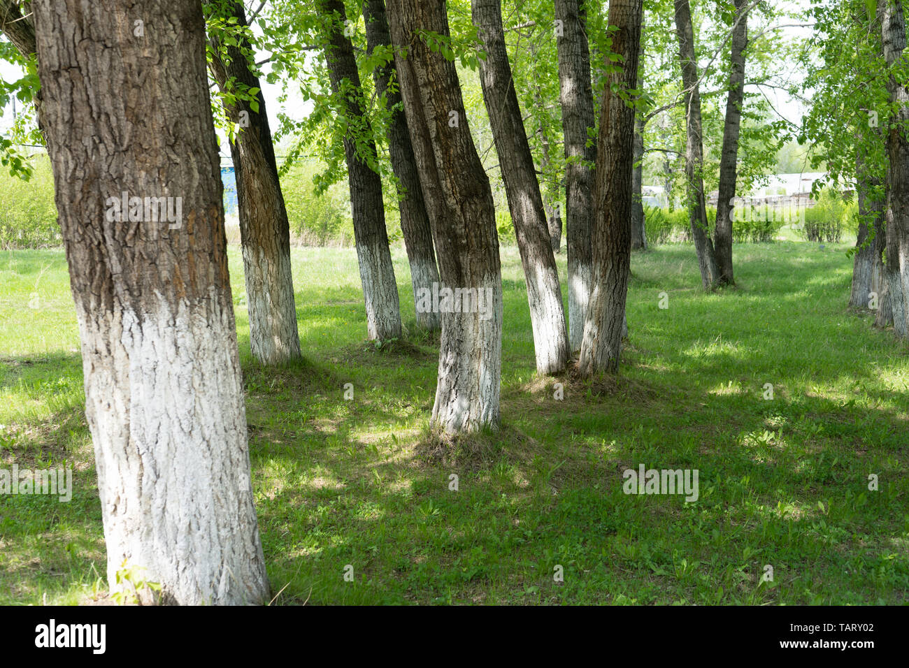 Whitewashing tree trunks hi-res stock photography and images - Alamy