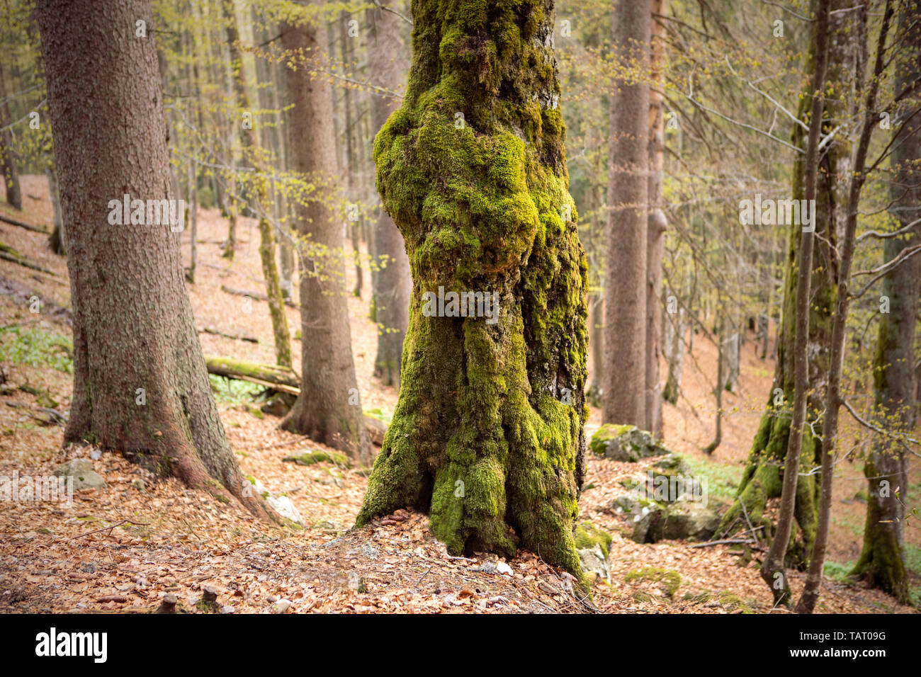 Moss Overgrown Tree High Resolution Stock Photography and Images - Alamy