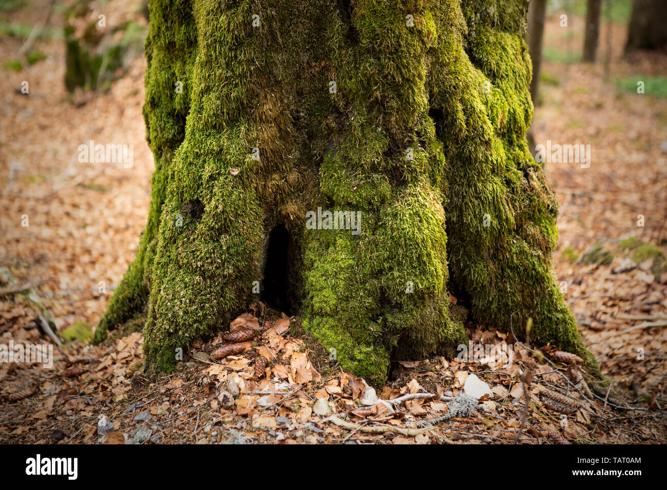 Tree trunk covered with moss. Close-up. thick moss overgrown the tree ...