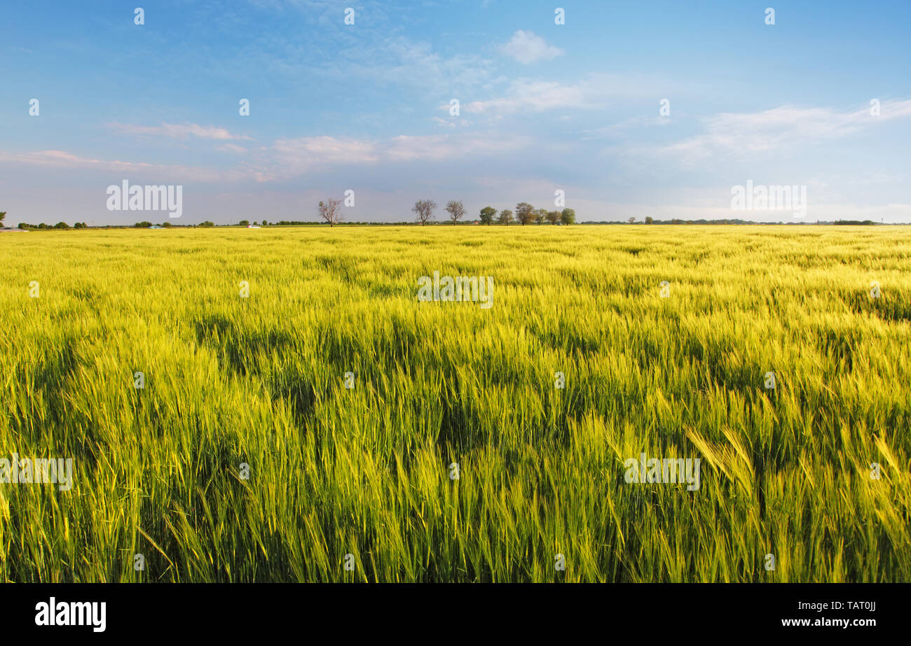 Wheat field - barley Stock Photo - Alamy