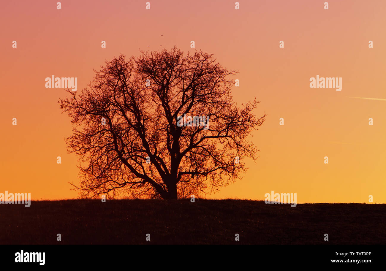 Desert oak tree australia hi-res stock photography and images - Alamy