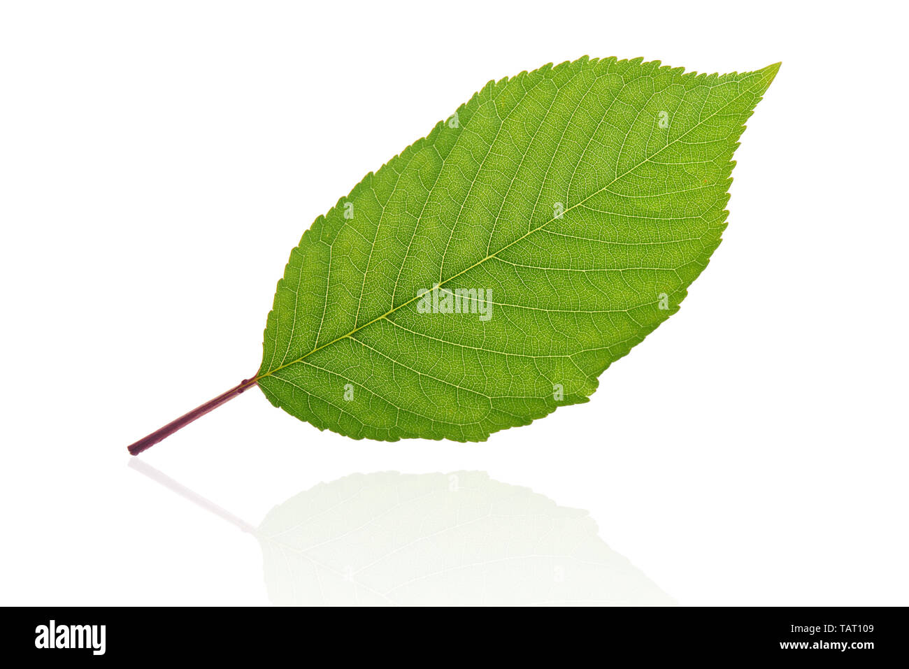 Close up of fresh cherry leaf isolated on white background Stock Photo ...