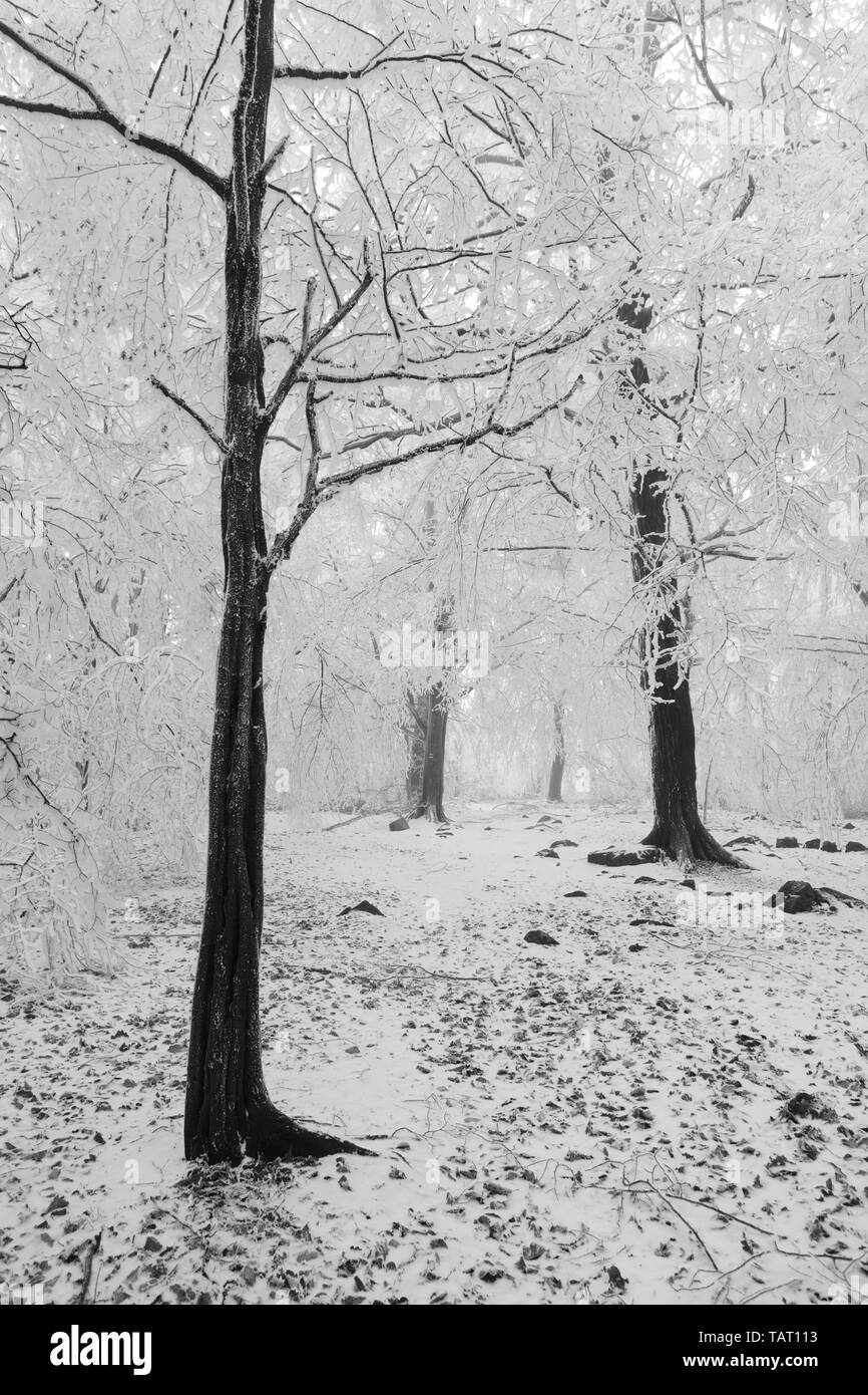 Winter forest tree snow Black and White Stock Photos & Images - Alamy