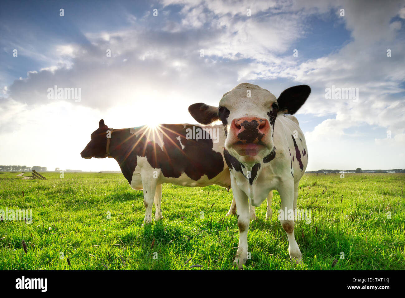 Two milk cows hi-res stock photography and images - Alamy