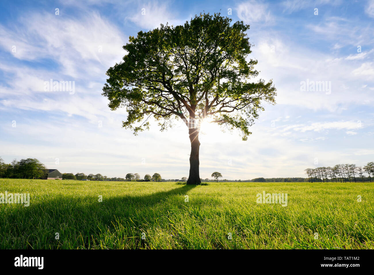big oak tree and sunshine, on summer pasture Stock Photo - Alamy