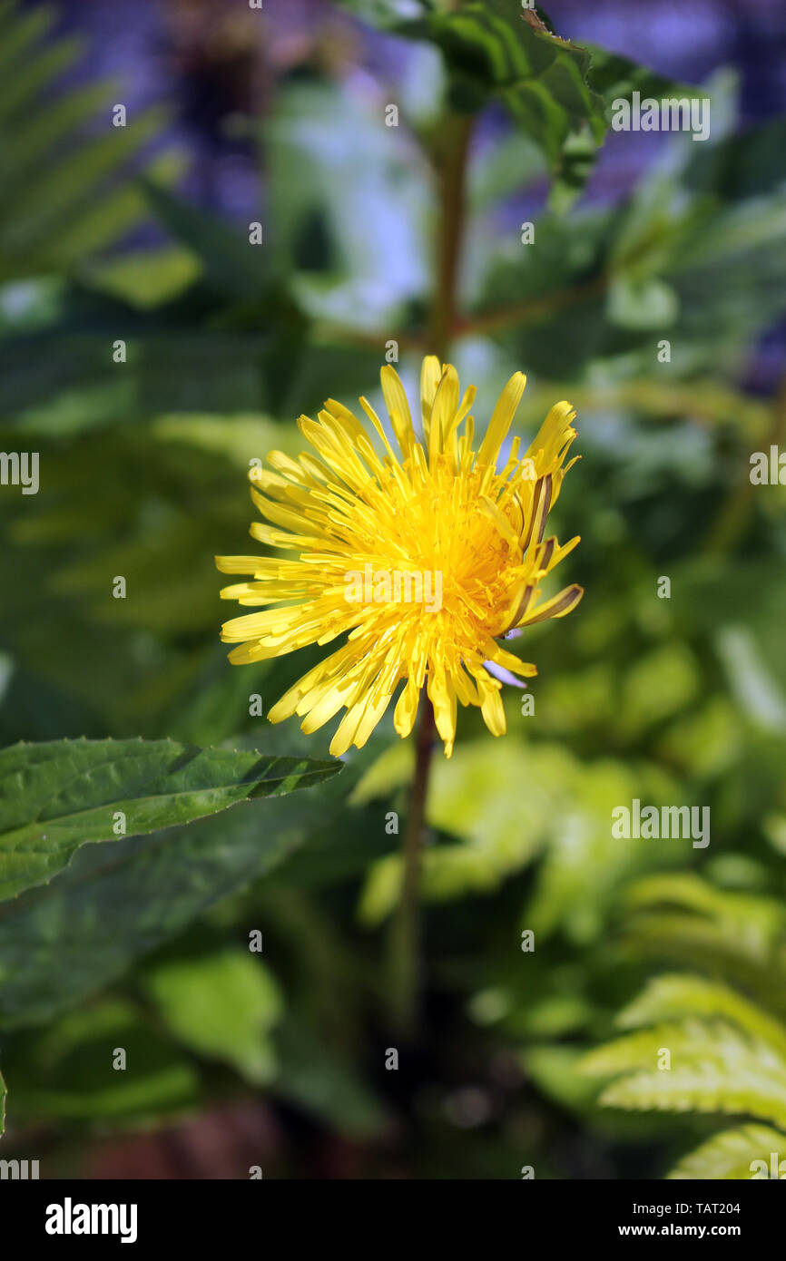 Taraxacum officinale or Common Dandelion Flower Stock Photo - Alamy