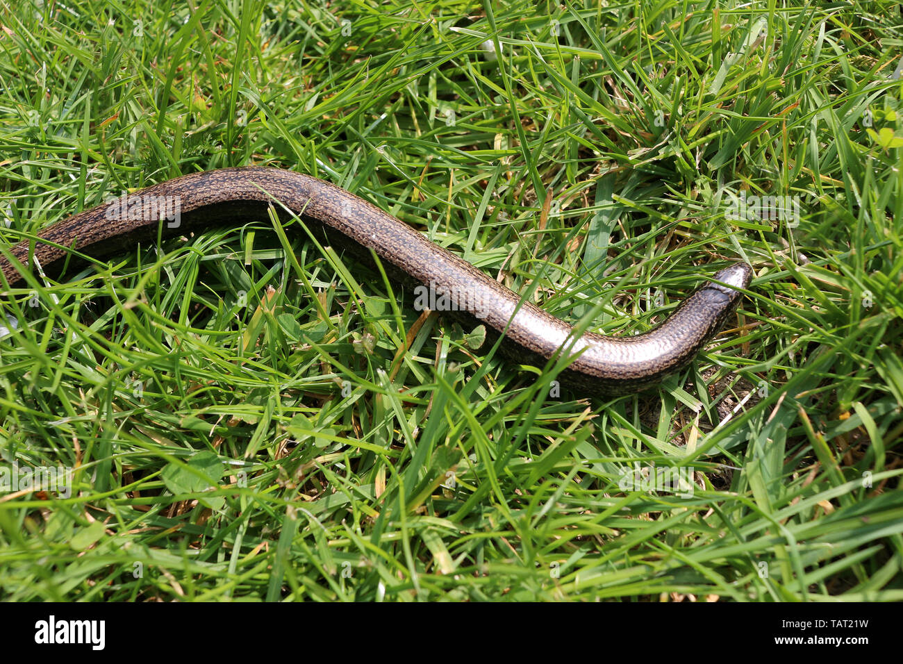 Slow moving snake hi-res stock photography and images - Alamy