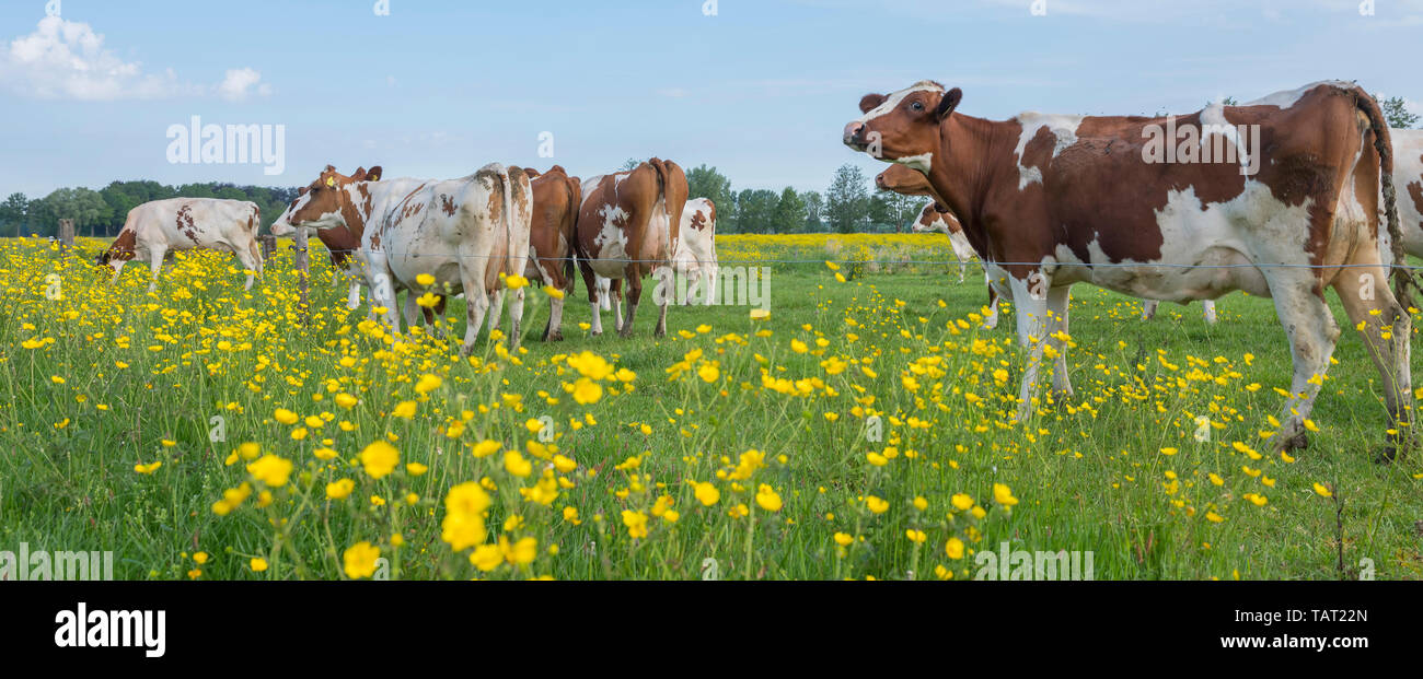 red and white spotted cows and buttercups in dutch summer meadow near ...