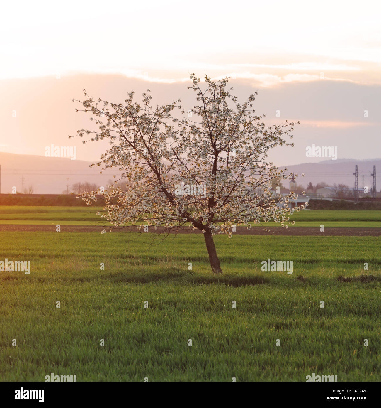 Cherry blossom sunset hi-res stock photography and images - Alamy