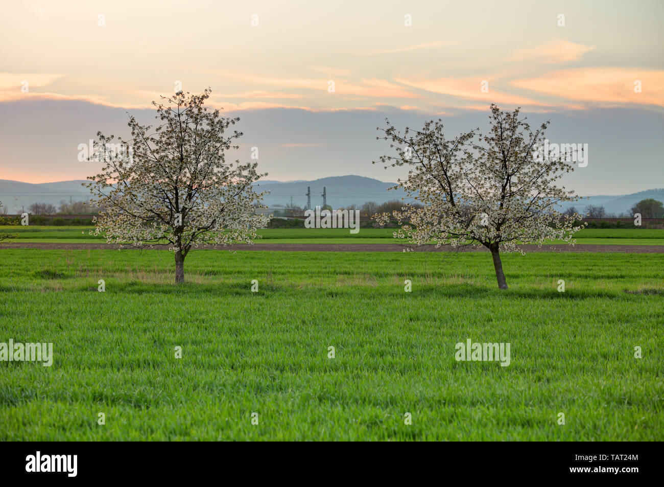 Spring landscape cherry tree hi-res stock photography and images - Alamy