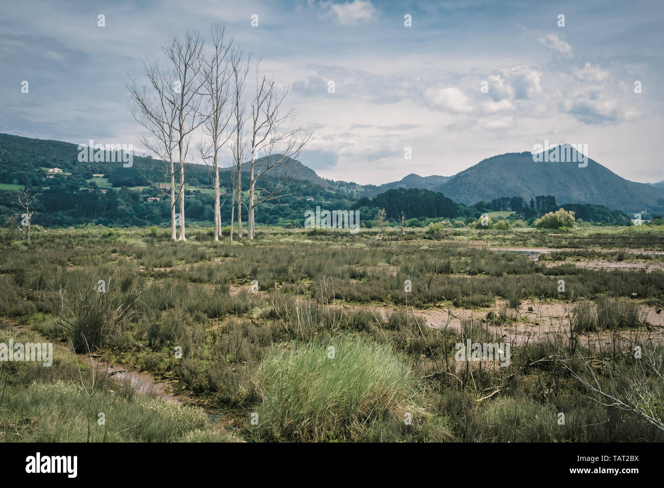 Marshlands and swamps in the Urdaibai Biosphere Reserve in the Basque ...