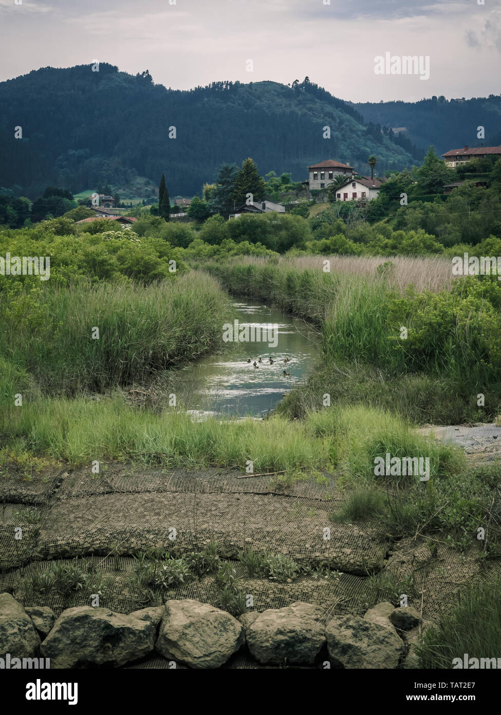 Marshlands and swamps in the Urdaibai Biosphere Reserve in the Basque ...