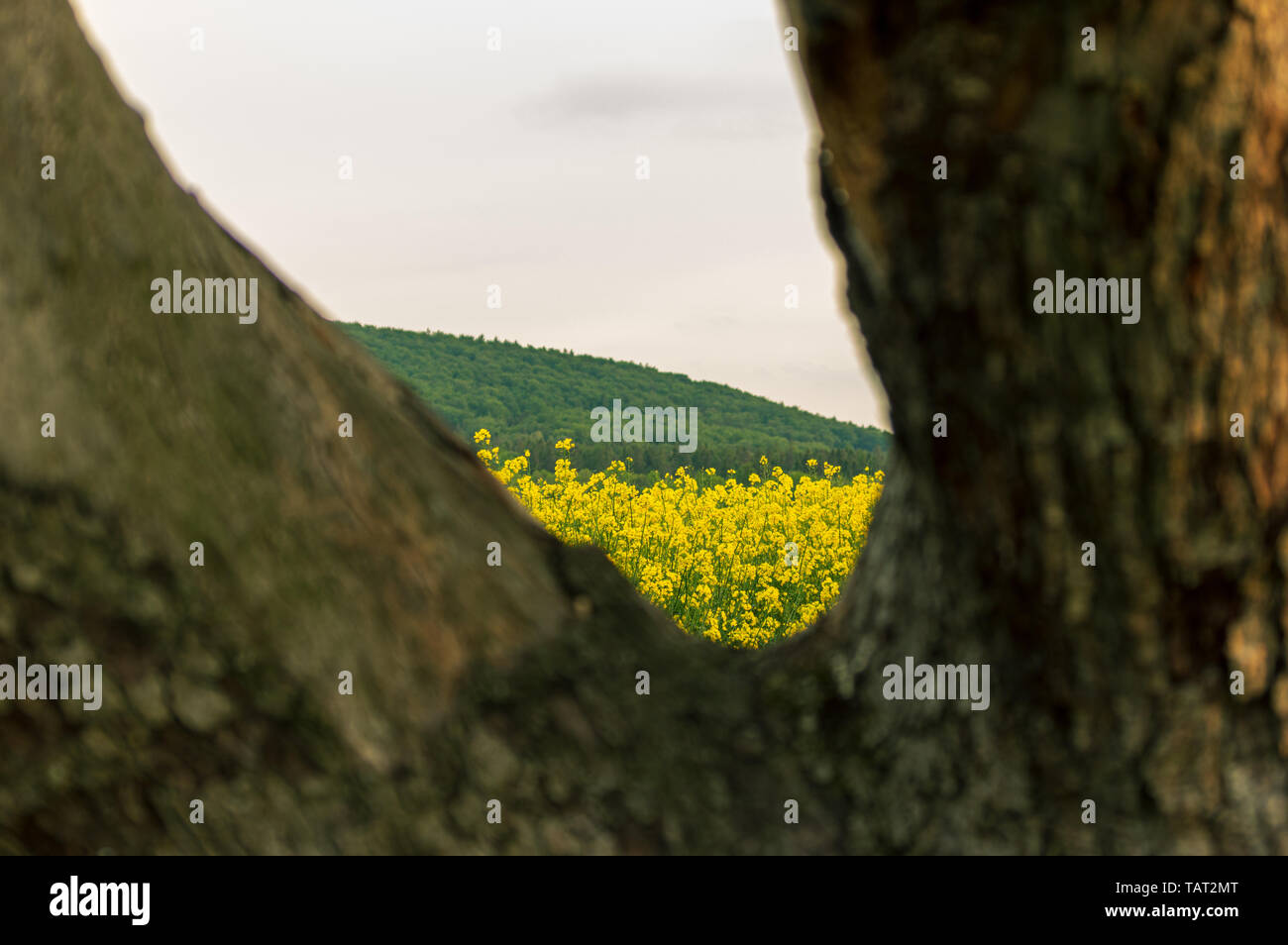 seeing a field of rapeseed plants through a gap between two branches of ...