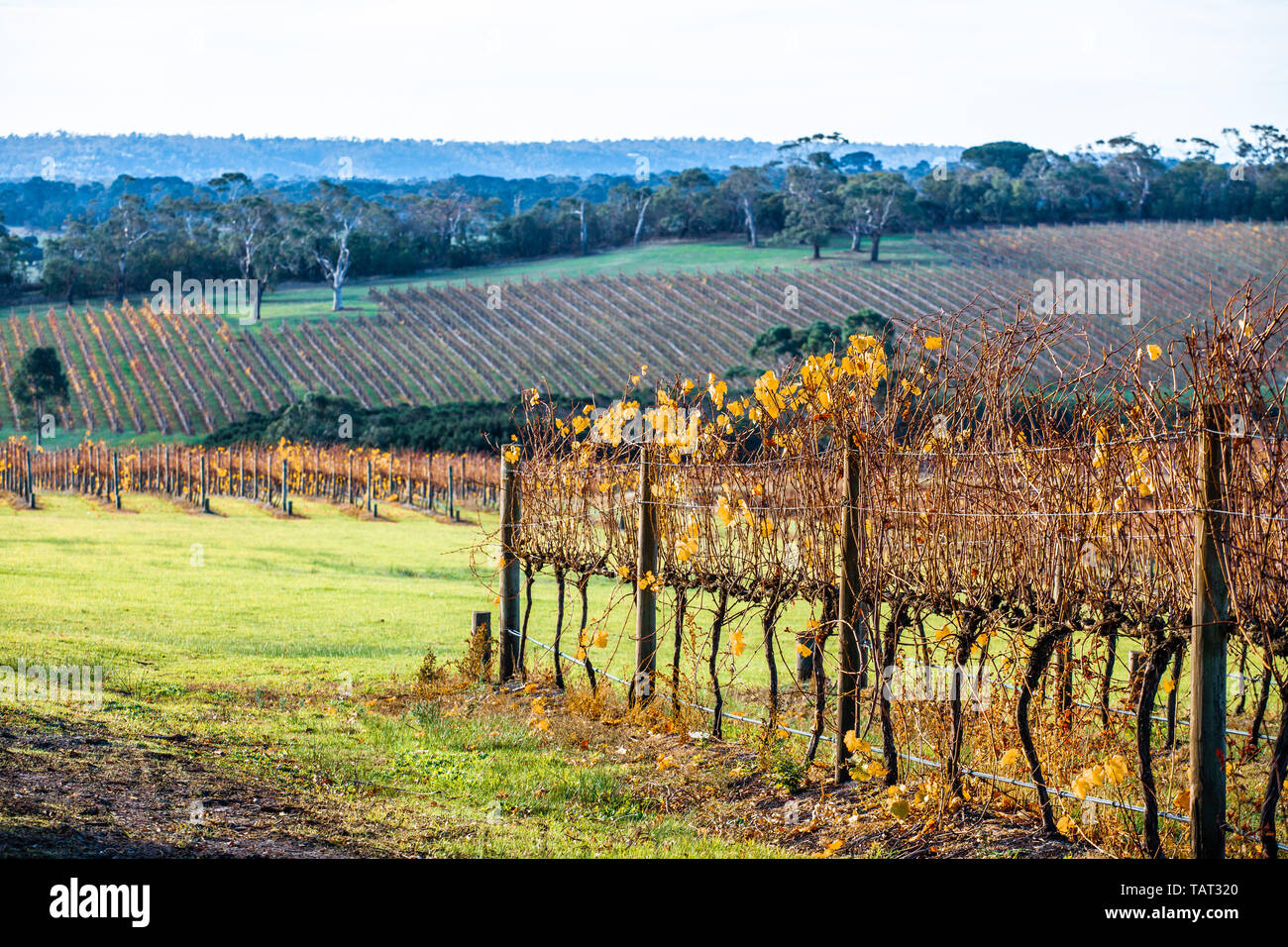 Rows of grape vines with golden leaves in autumn in Melbourne ...