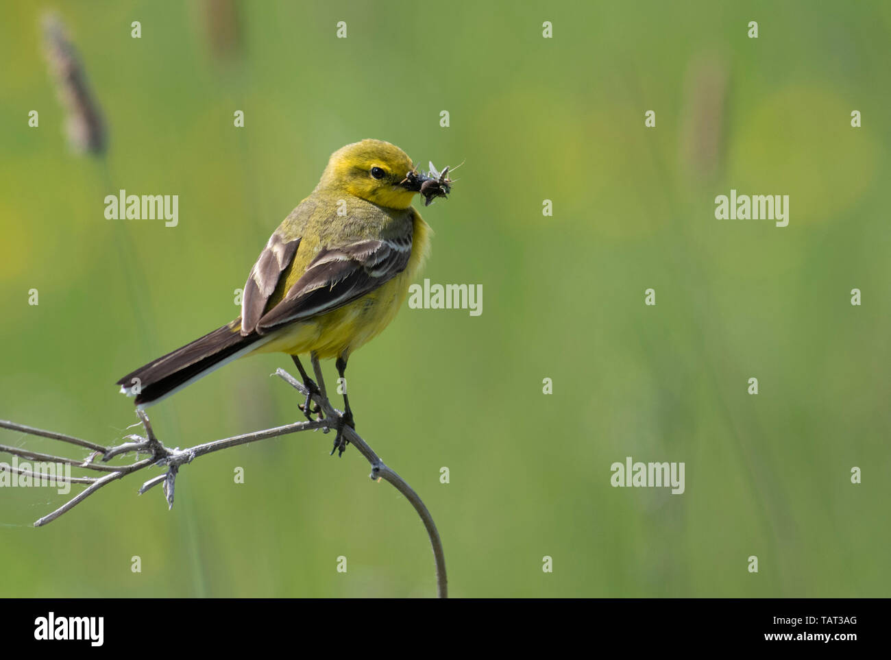 Male yellow wagtail hi-res stock photography and images - Alamy