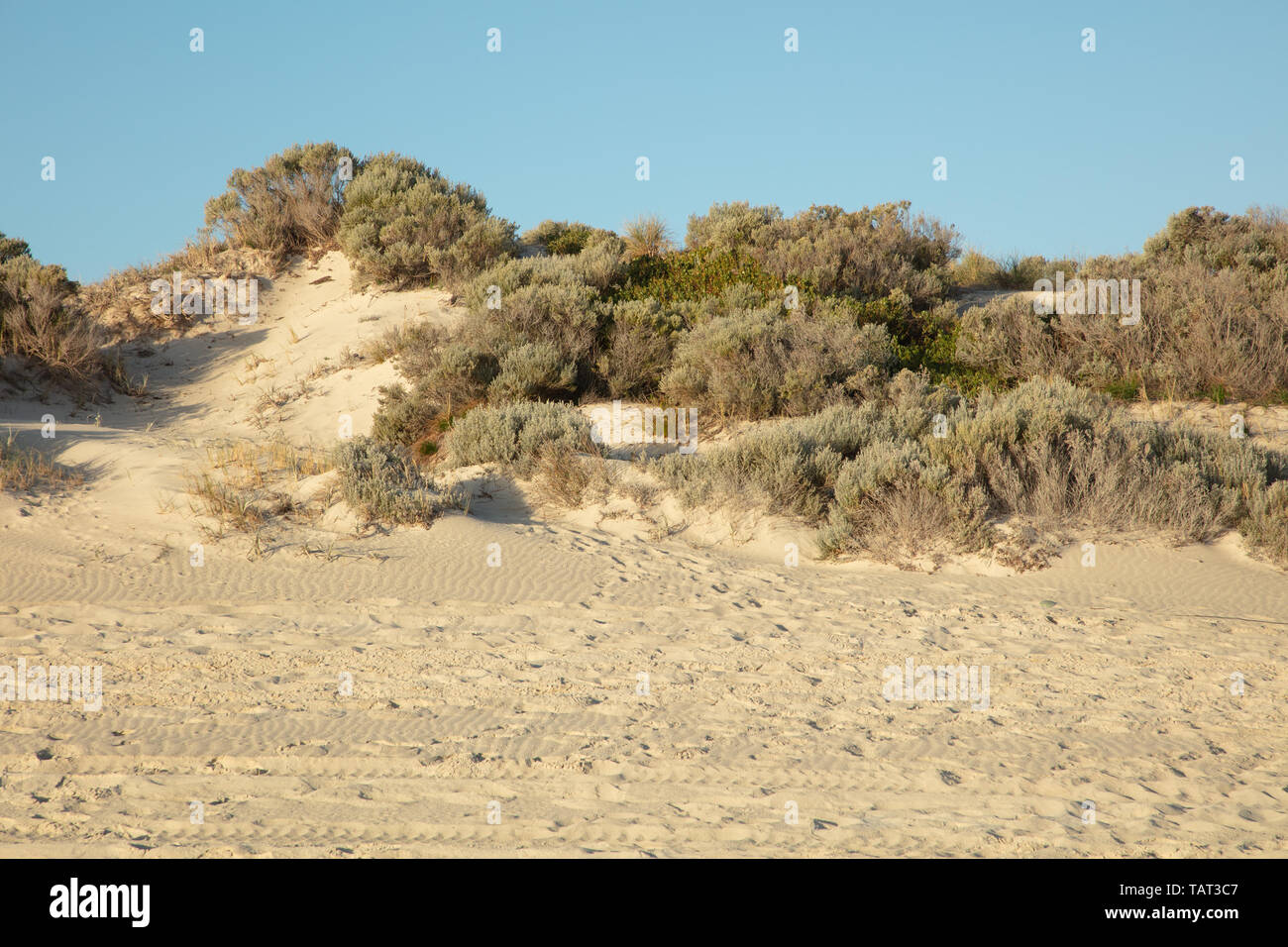Beach and sand dunes with native plants on Mullaloo beach, Joondalup ...
