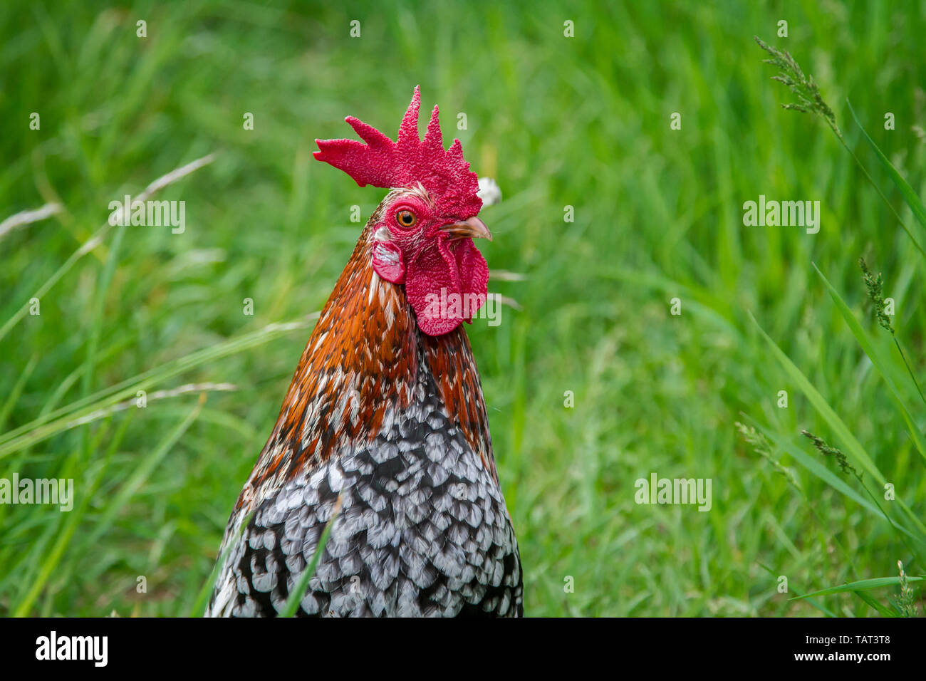 Stoapiperl - Steinpiperl - Steinhendl - chicken rooster - critically ...