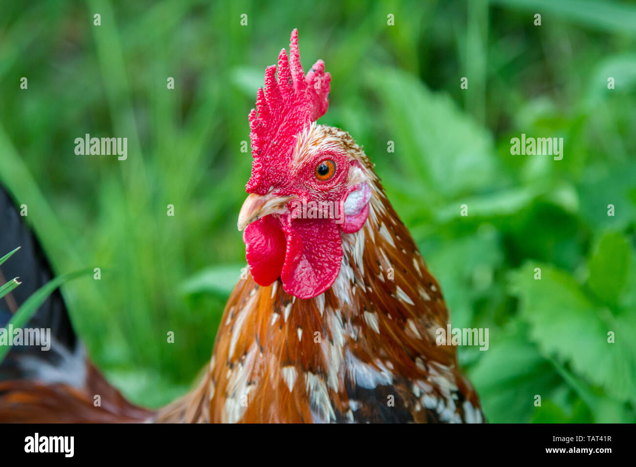 Stoapiperl - Steinpiperl - Steinhendl - chicken rooster - critically ...