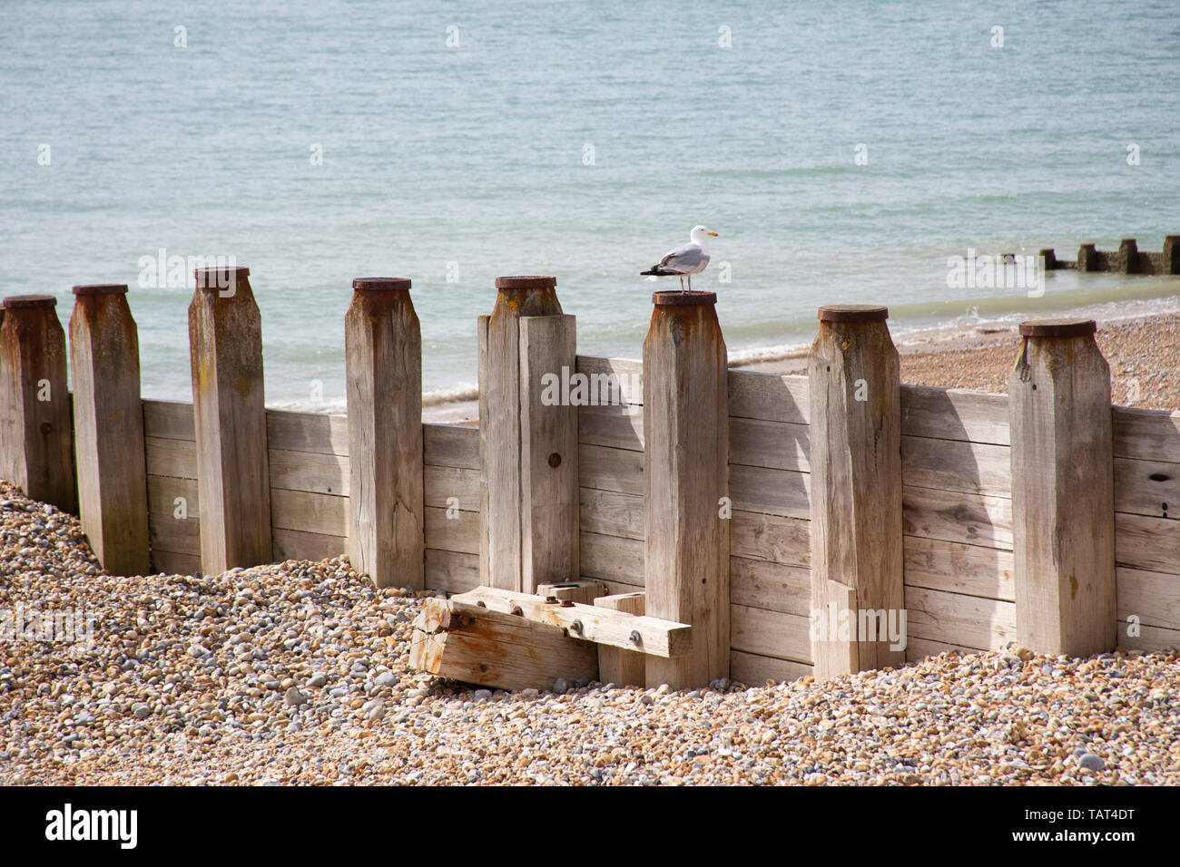 Wooden groin on pebble beach, Eastbourne Stock Photo - Alamy