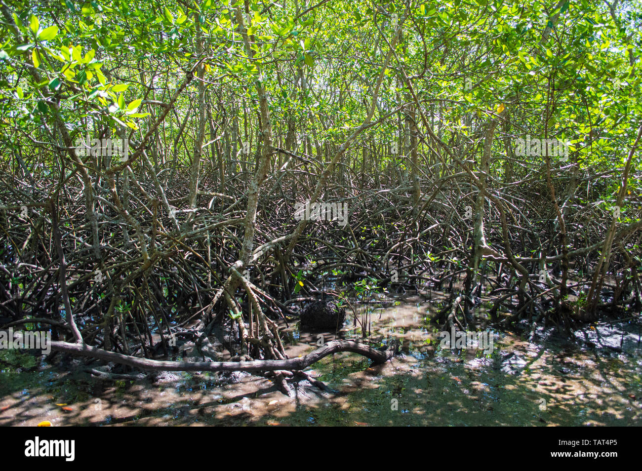 Mangrove, Bahia, Brazil Stock Photo - Alamy