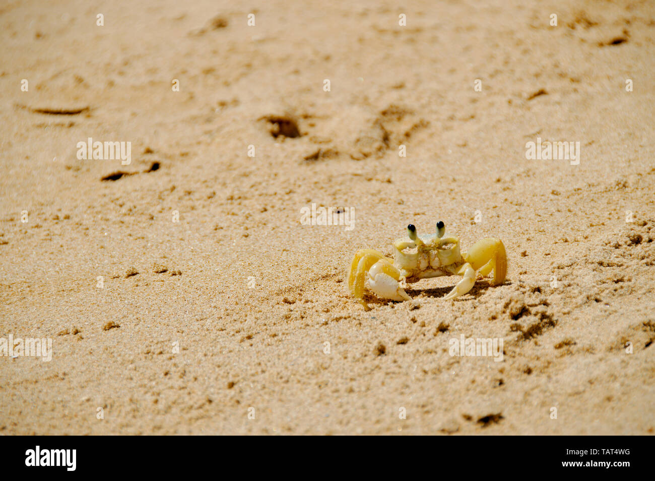 Crab crawling sand no people hi-res stock photography and images - Alamy