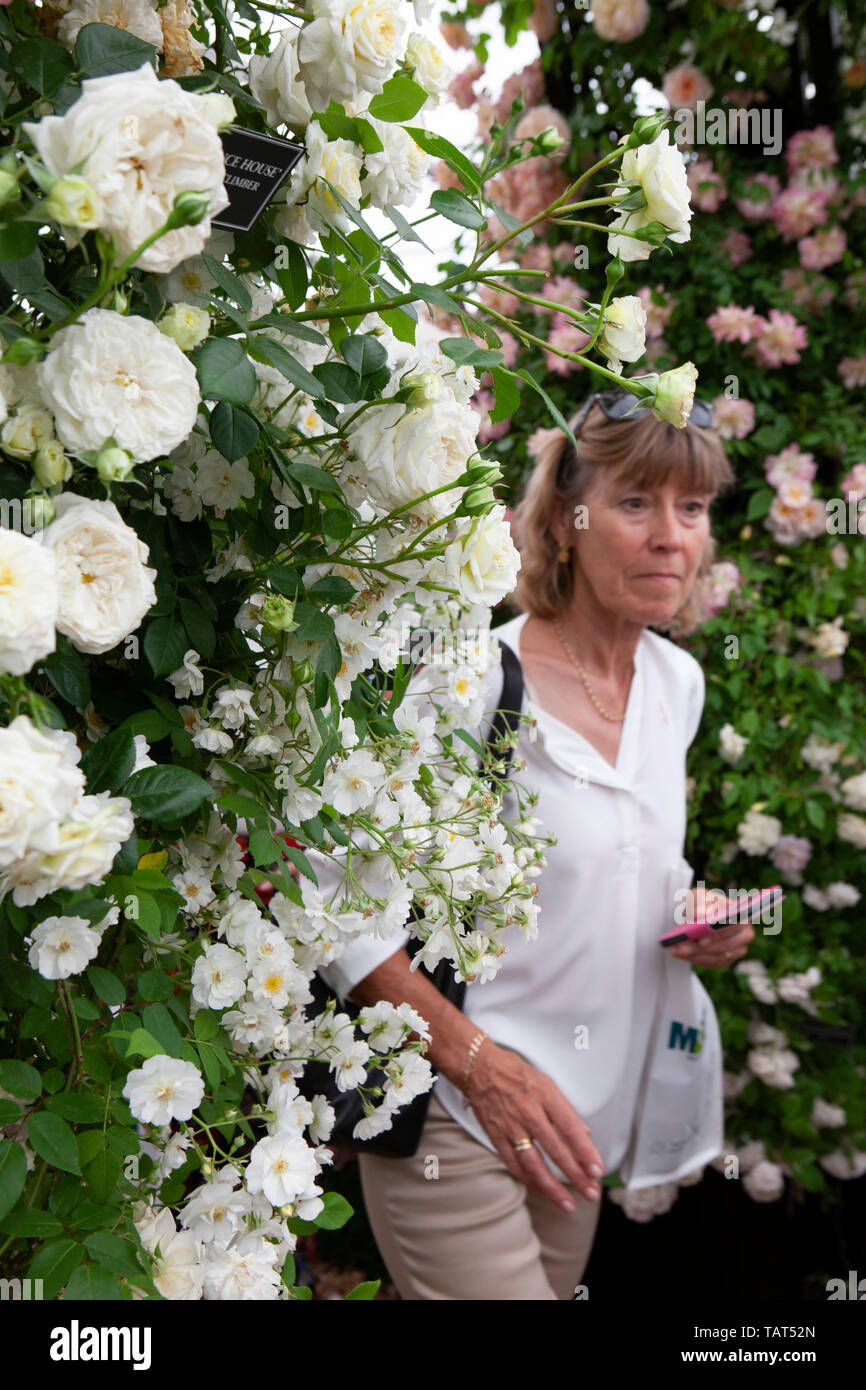 Rhs chelsea flower show 2019 roses hi-res stock photography and images ...