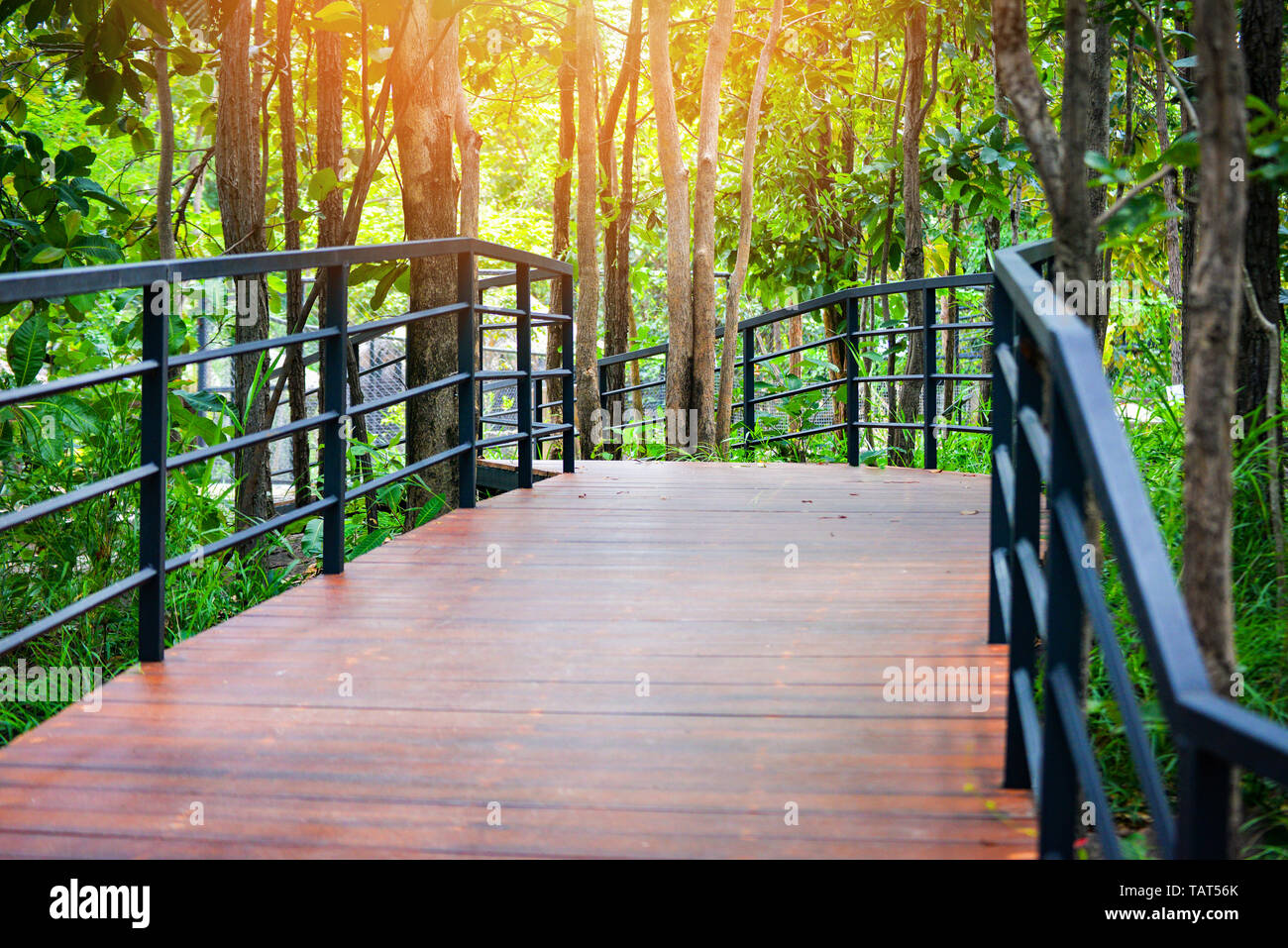 Wooden walkway in the jungle tropical forest for nature trail education ...