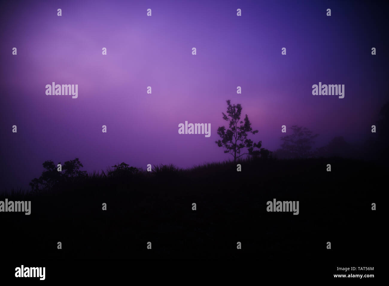 Tree at night and purple sky dark background Stock Photo - Alamy