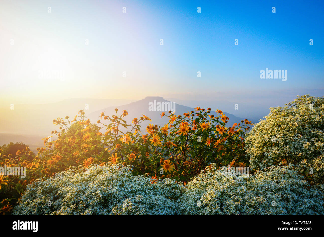 Marigold field bali hi-res stock photography and images - Alamy