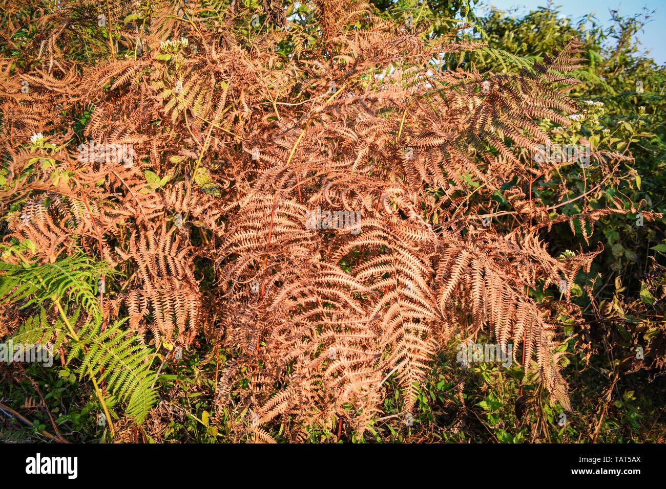 Orange red fern / The dry fern dead grass extreme hot in summer forest ...
