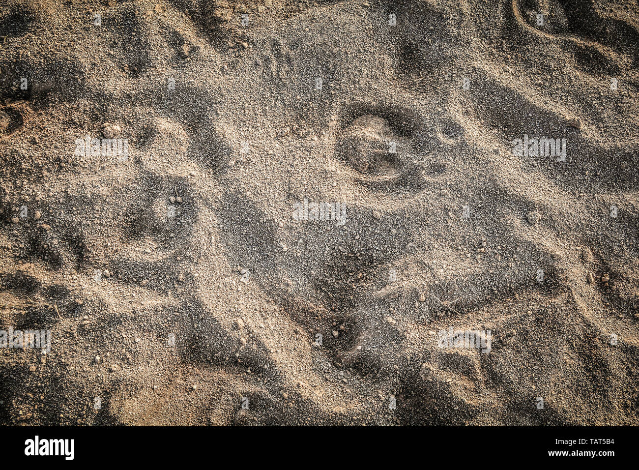 Animal Footprints track on sand texture background Stock Photo - Alamy