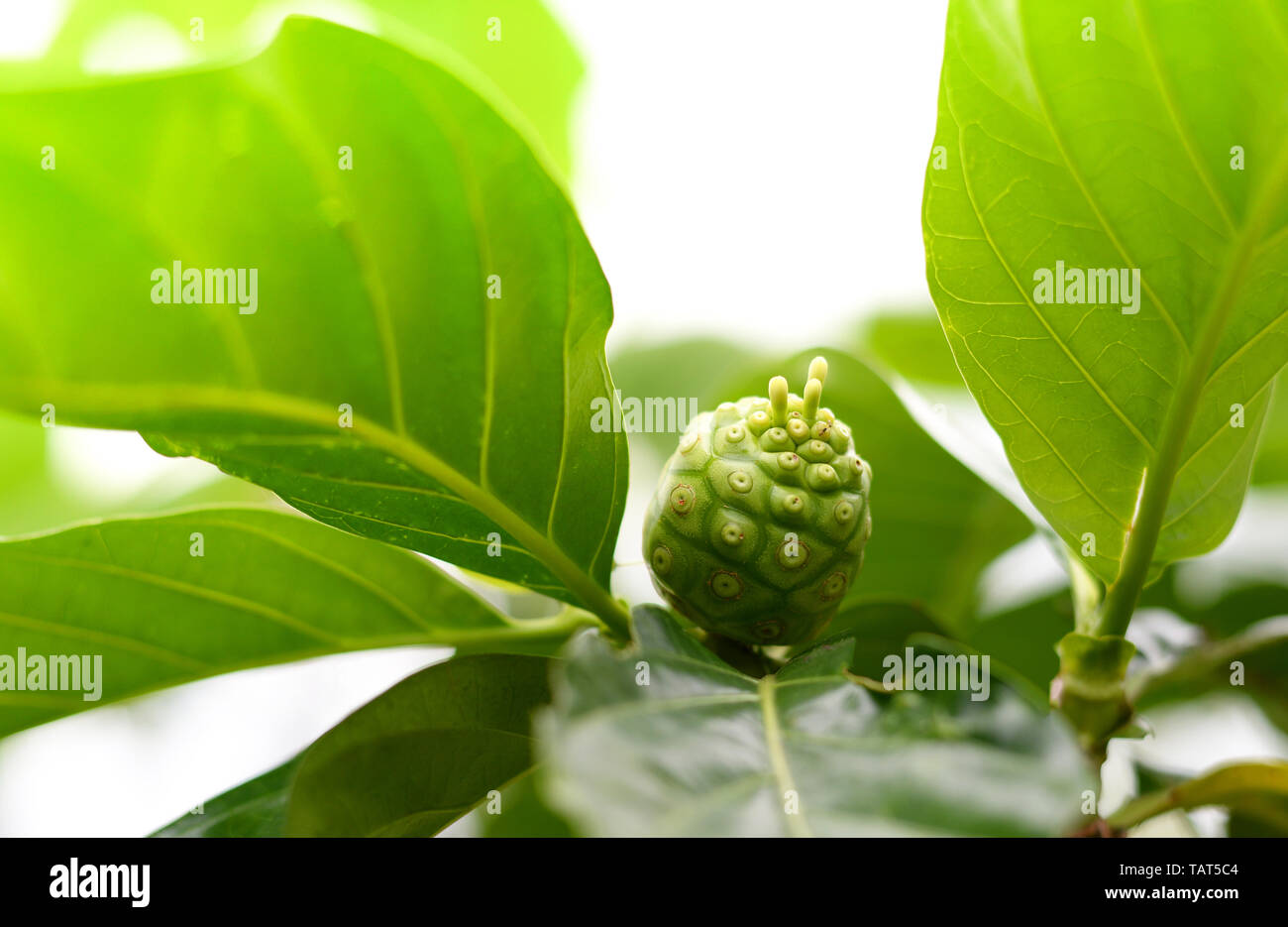 Noni fruit herbal medicines / fresh noni on tree - Other names Great ...