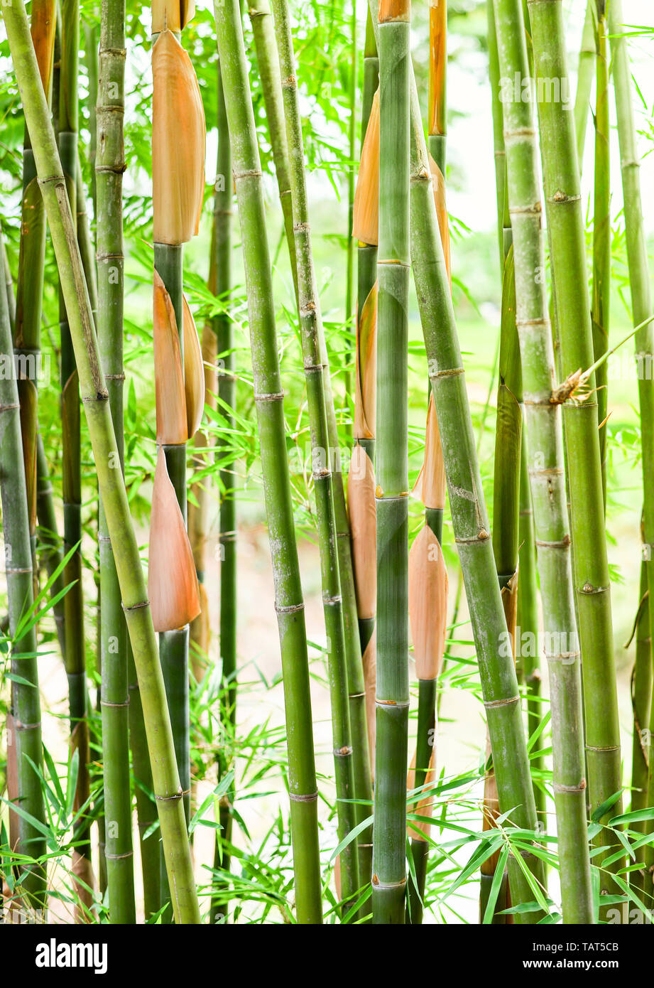 Fresh bamboo trees in the jungle bamboo forest Stock Photo - Alamy