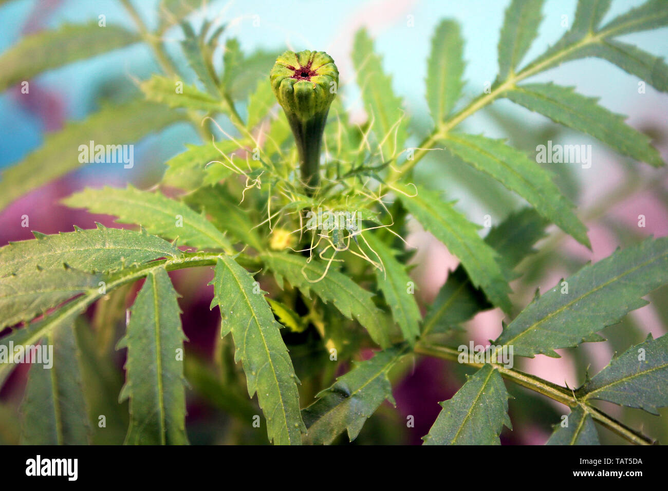 Marigold Flower Bud Stock Photo - Alamy