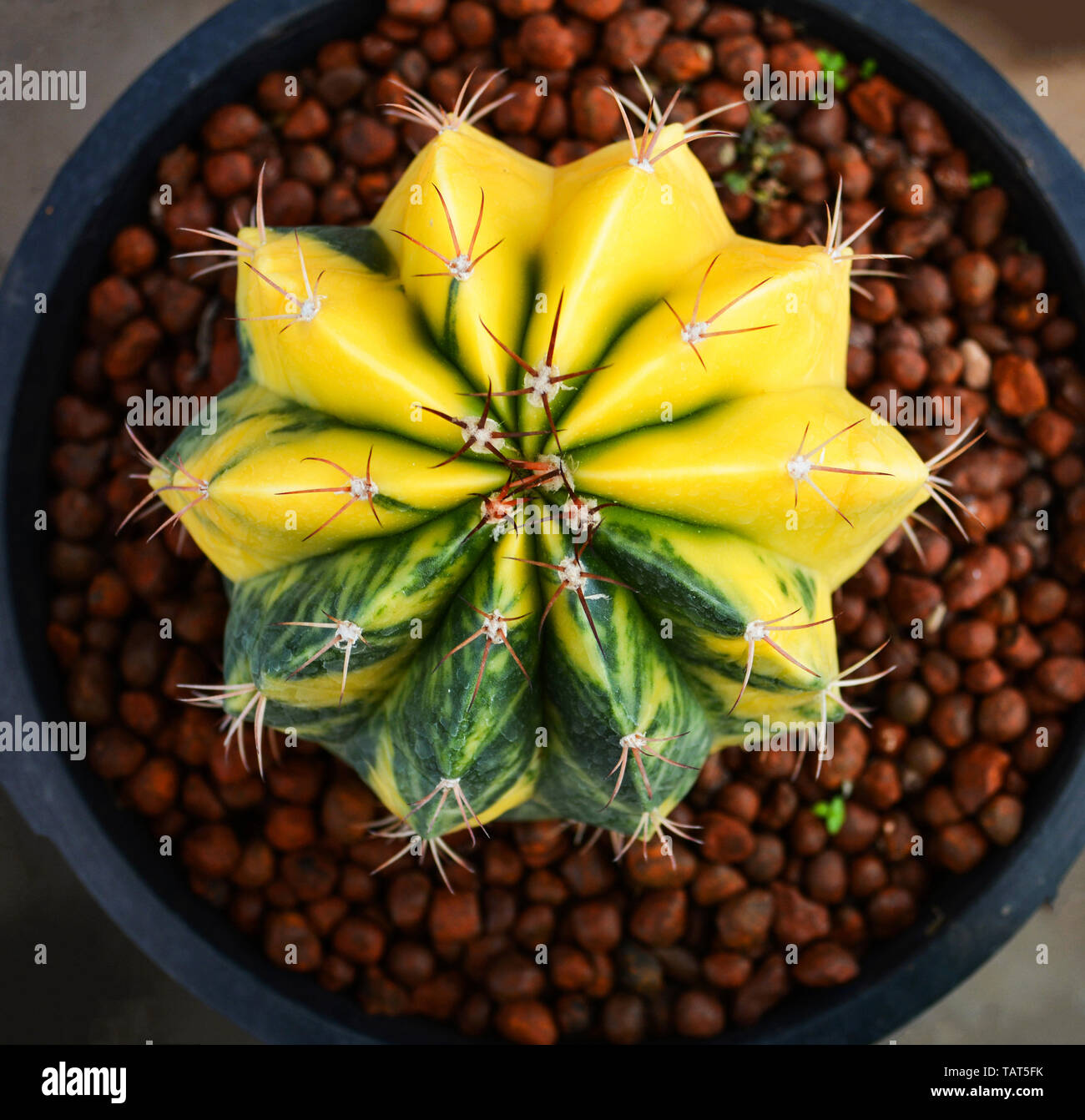Mini yellow cactus in pots in the garden nursery cactus farm ...
