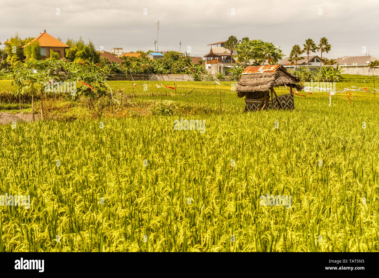 Rice fields, houses of Balinese village, clouds. Rural landscape, Bali ...