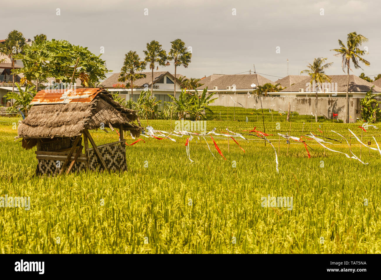 Rice fields, houses of Balinese village, clouds. Rural landscape, Bali ...