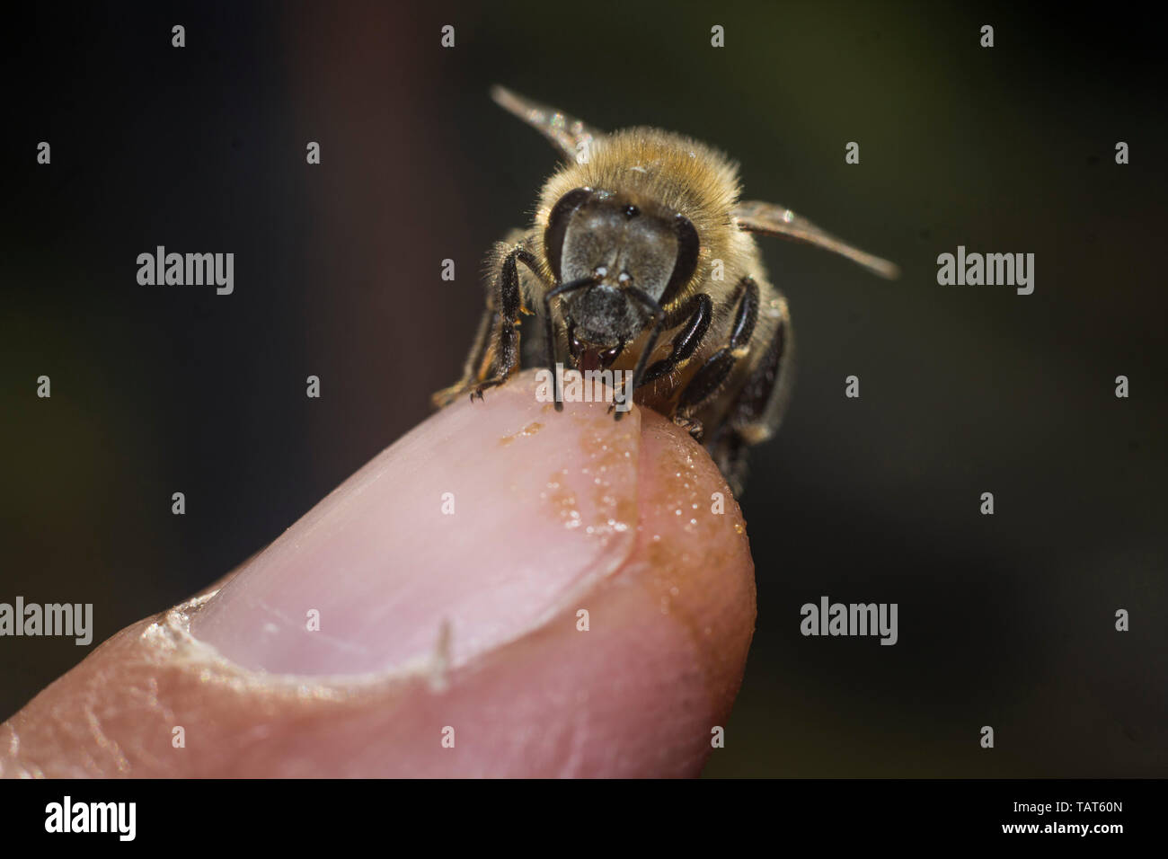 Bee sting skin hi-res stock photography and images - Alamy