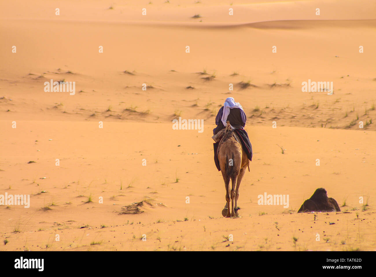 arabian shepherd riding a camel in the desert Stock Photo - Alamy