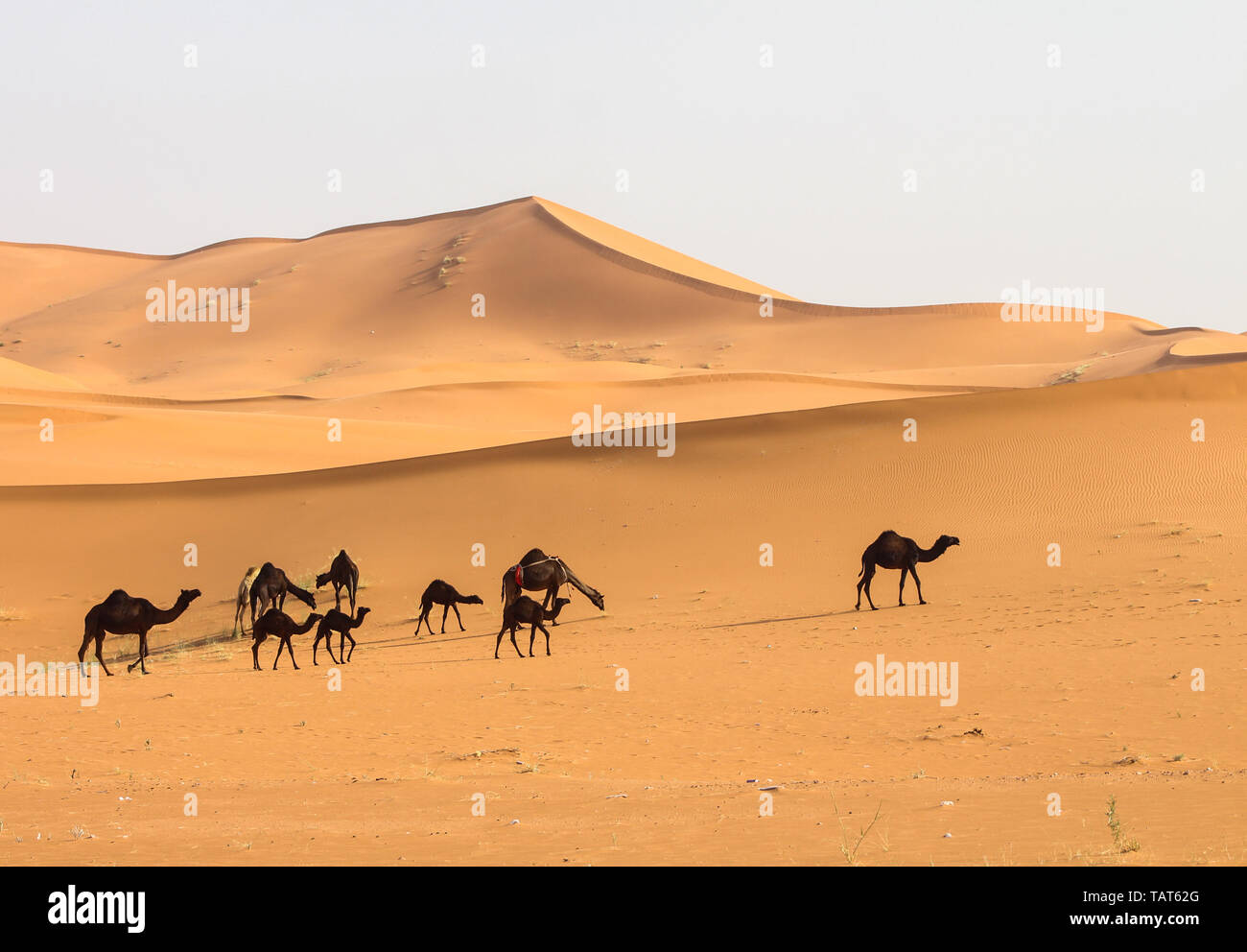 Kuwait camels hi-res stock photography and images - Alamy