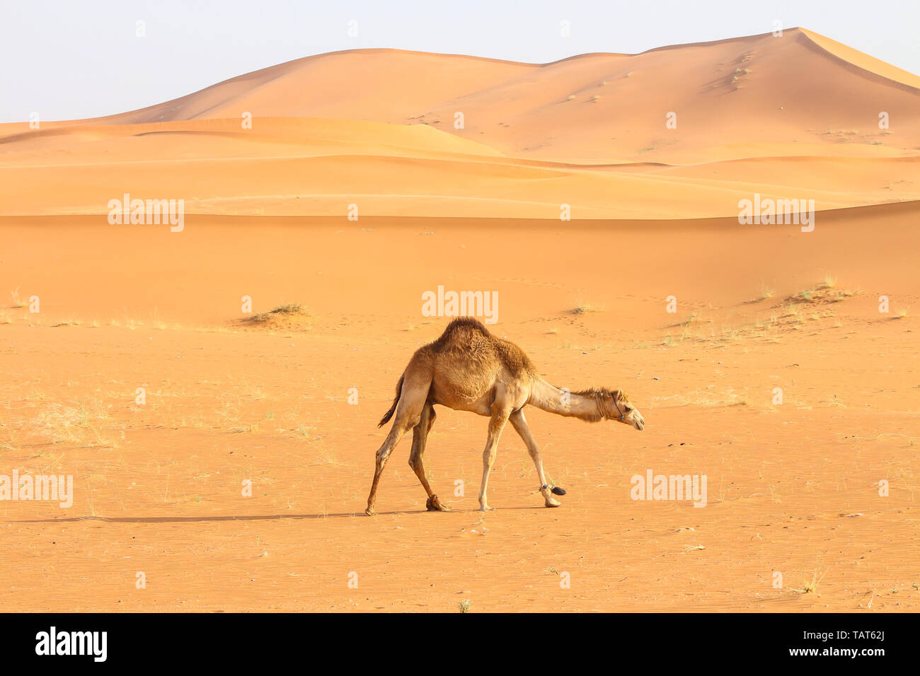 camels in desert Stock Photo - Alamy