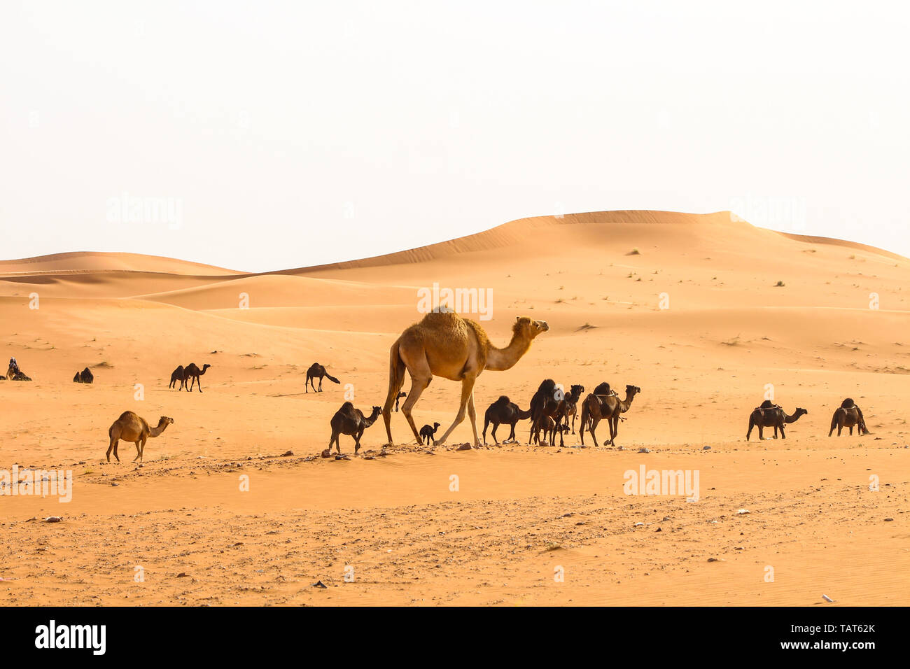 Kuwait camels hi-res stock photography and images - Alamy