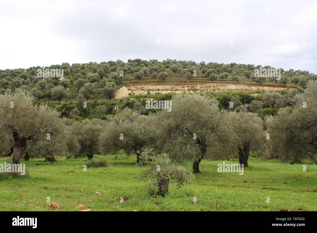 Beautiful olive trees and fields, mountaints in the area of Safita ...