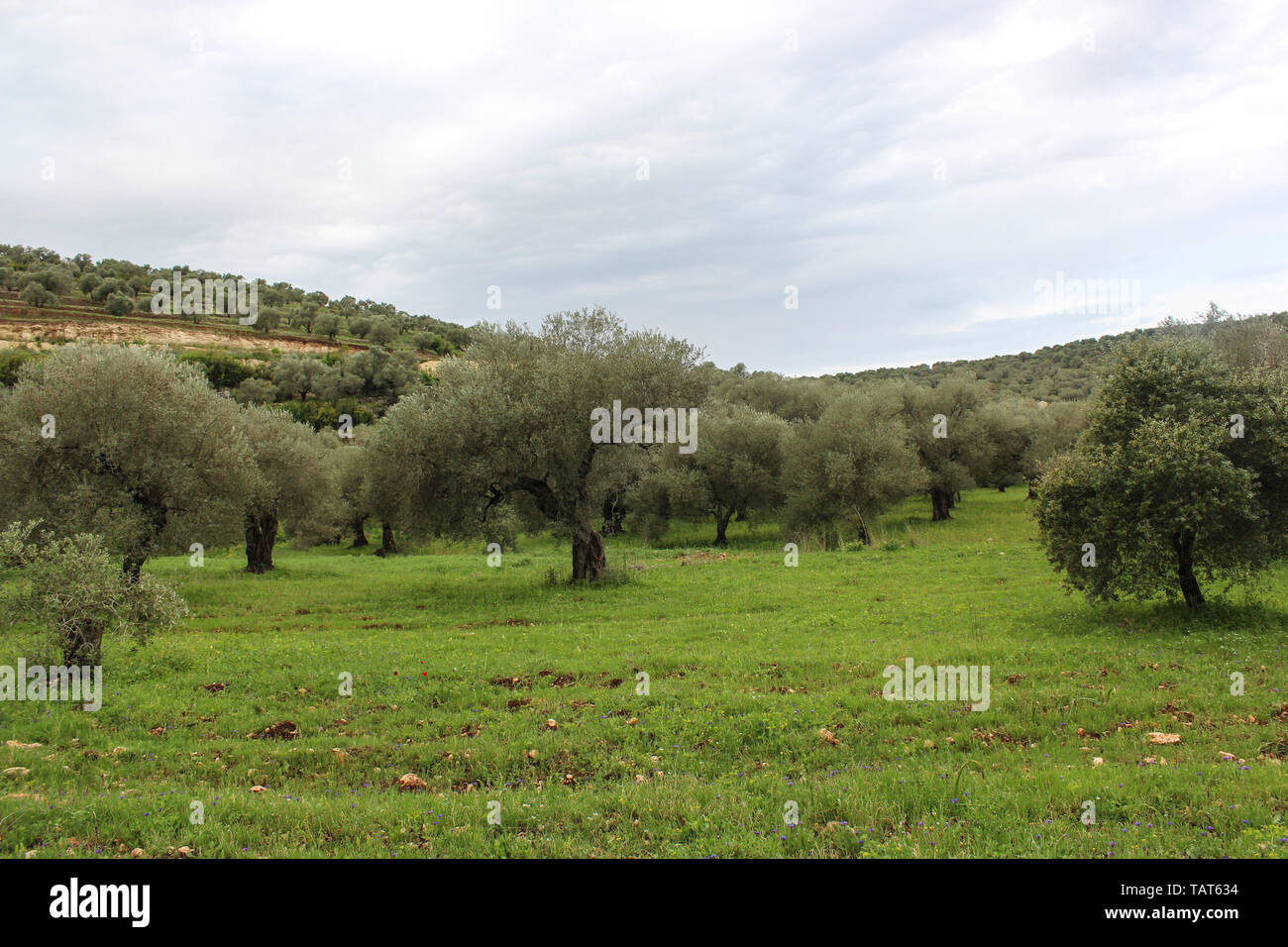 Beautiful olive trees and fields, mountaints in the area of Safita ...