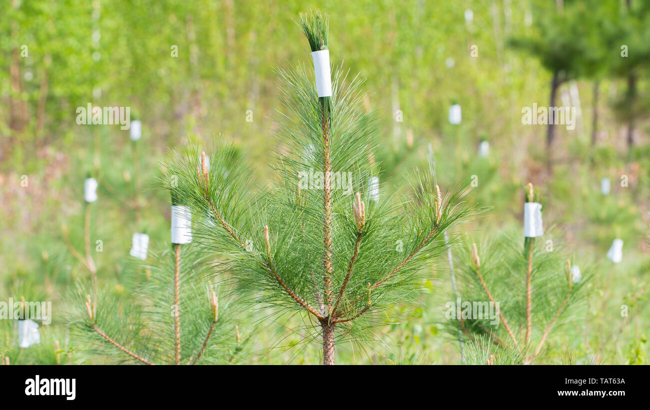 Young pine stand growing in Governor Knowles State Forest in Northern ...