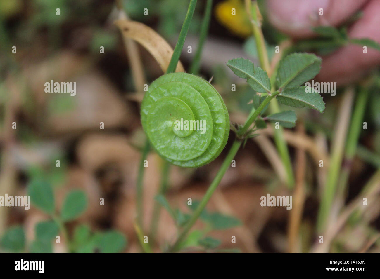 Medicago orbicularis plant, the other names: Button Medick, Button ...