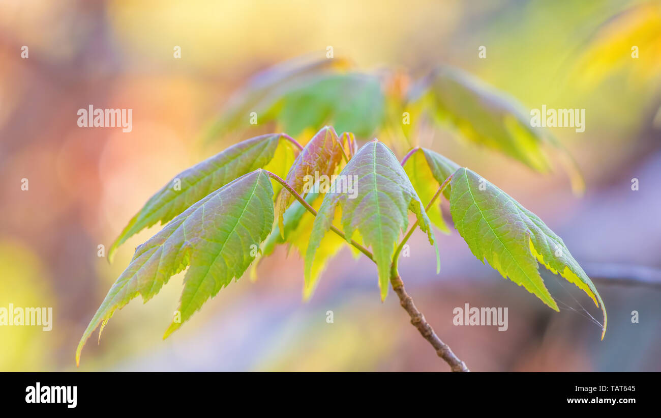 Young colorful spring leaves growing in the Governor Knowles State ...