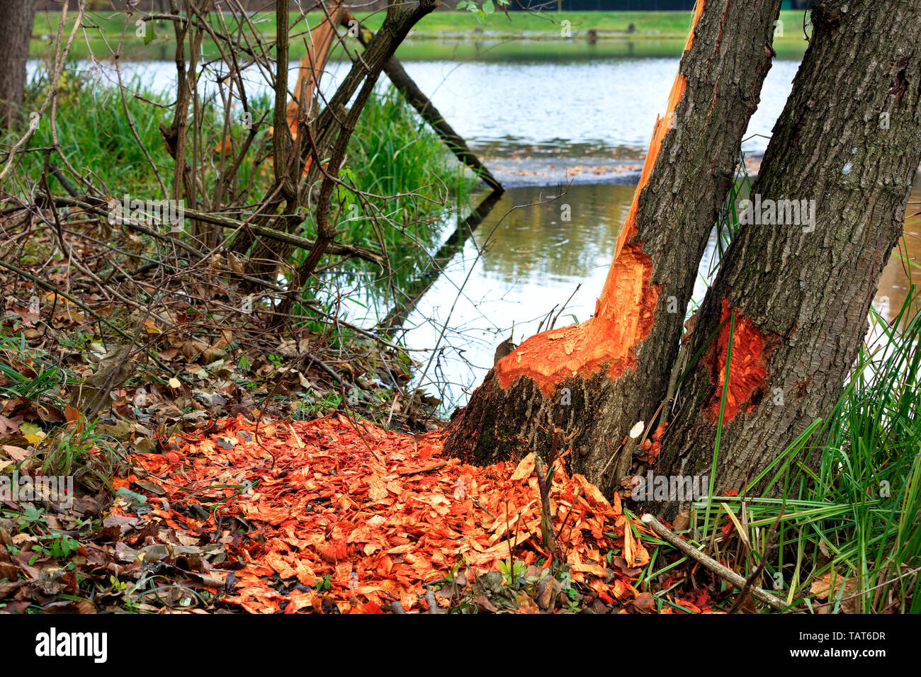 A view of beaver chewed trees against a background of forest lake ...
