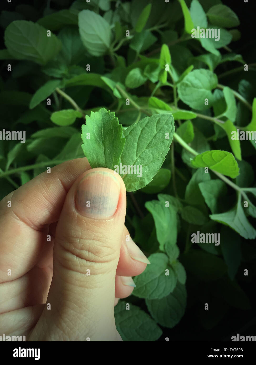 Herb mint young leaves hi-res stock photography and images - Alamy
